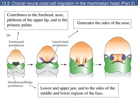 Ppt Neural Crest Cells Powerpoint Presentation Free Download Id