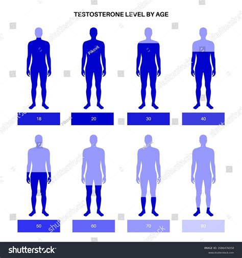 Testosterone Level Color Chart Sex Hormone Stock Vector Royalty Free