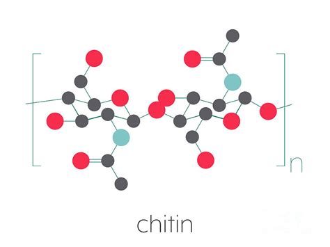 Chitin Chemical Structure Photograph By Molekuul Science Photo Library