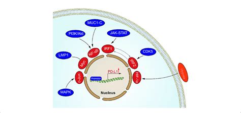 Oncogenic Signaling Pathways In Tumors Involved In The Regulation Of