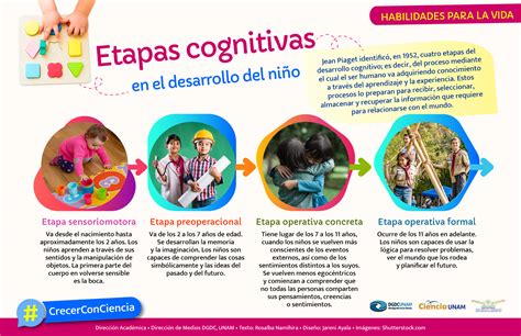 Crecer Con Ciencia 4 Etapas Del Desarrollo Cognitivo Ciencia Unam