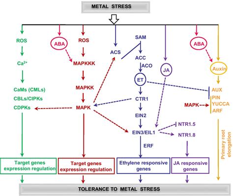 Crosstalk Between The Calcium Mapk And Phytohormones Signaling