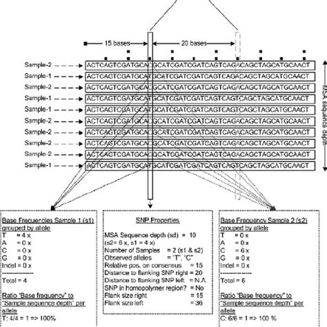 3 Example Of A Multiple Sequence Alignment Msa With Putative Snps
