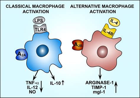 Regulation Of Macrophage Function By Adenosine Arteriosclerosis