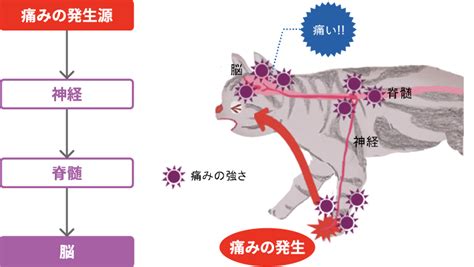 メタカム® 0 05 経口懸濁液猫 概要・特徴 ベーリンガー 飼い主さま向け製品情報サイト