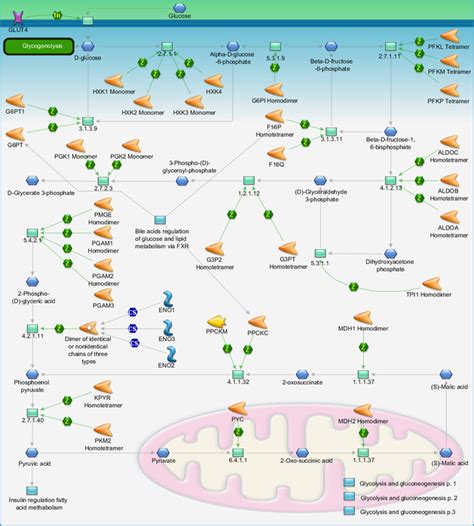 Glycolysis And Gluconeogenesis Short Map Pathway Map Primepcr