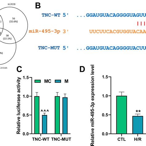 Mir 495 3p Targeted Tnc In H9c2 Cells A Candidate Mirnas Targeting