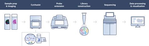 10x Visium Digital Spatial Gene Expression Biochain Institute Inc