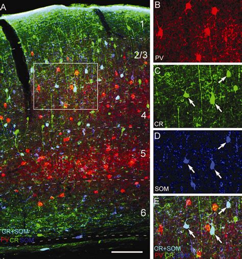 frontiers multiple distinct subtypes of gabaergic neurons in mouse