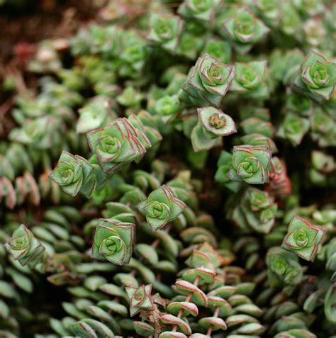 9 Varieties Of Succulent Plants For Indoor Growing