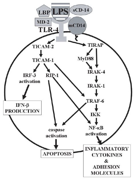 Schematic Of Tlr 4 Signal Transduction Pathways Involved In The
