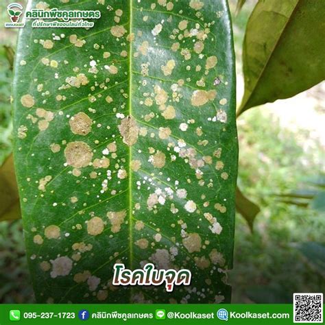 [คลินิกพืชคูลเกษตร Koolkaset Agri Clinic] โรคใบจุด ชื่ออื่น Leaf Spot