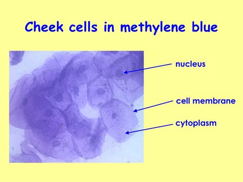 Cheek Cells Under Microscope Labeled