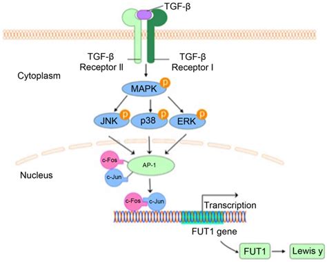 C Fos Mediates α1 2 Fucosyltransferase 1 And Lewis Y Expression In