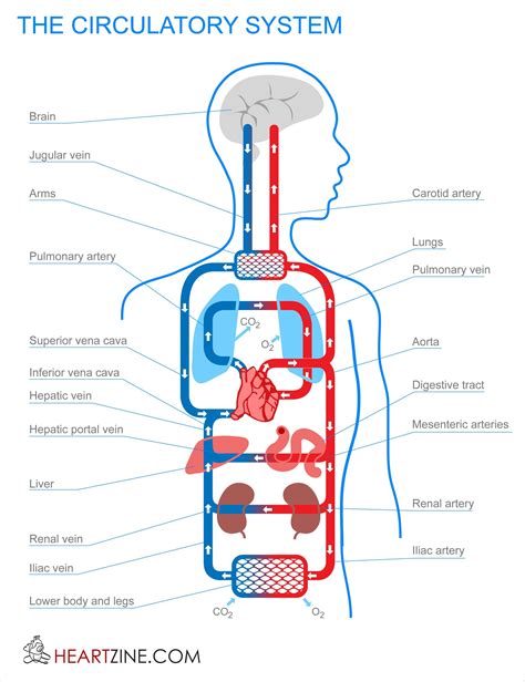 Schematic Diagram Of The Cardiovascular System
