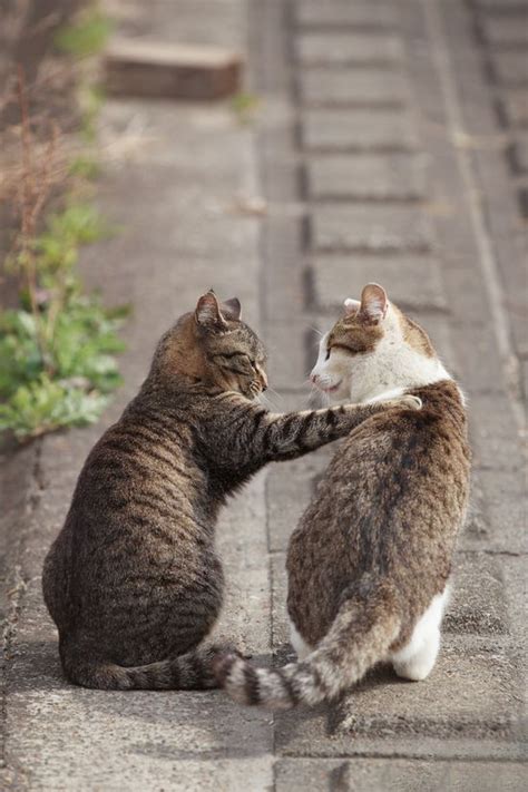 Two Cats Playing With Each Other On The Sidewalk