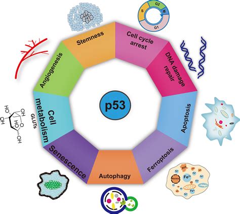 Biological And Pathological Functions Of P53 P53 Exerts Its Tumor