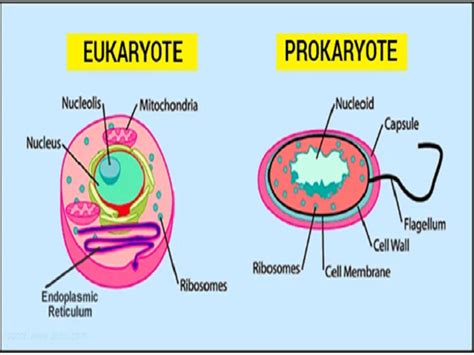 What Is The Difference Between Prokaryotic And Eukaryotic Cells