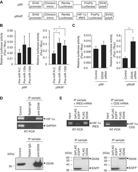 Binding Of Ddx6 To Hif 1α Ires A Schematic Representation Of The