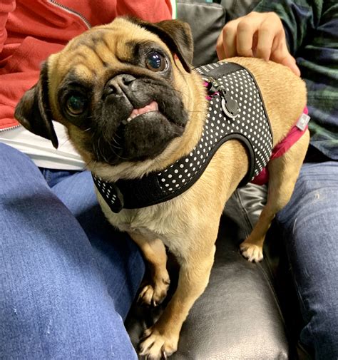 hadley special needs adopted pug partners of nebraska