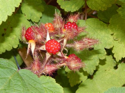 2 무료 일본 라즈베리 And 산딸기 이미지 Pixabay