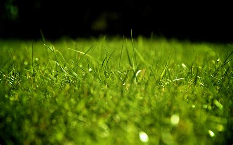 🔥 [70 ] Green Grass Wallpapers Wallpapersafari