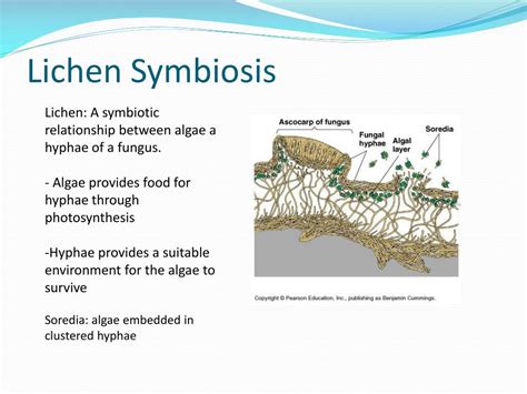 Ppt Fungi And Their Symbiotic Relations Powerpoint Presentation Free