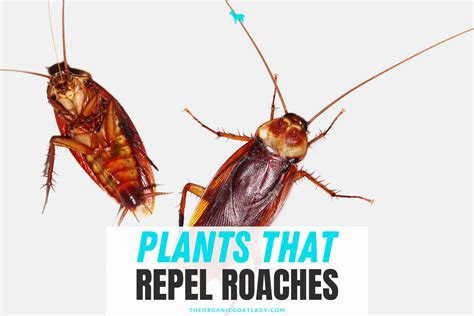 What Plants Repel Roaches The Organic Goat Lady