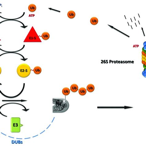 Schematic Overview Of The Ubiquitin Proteasome System Ups Download