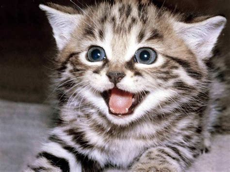 Joyful Kittens Cutest Funny Cat Wallpaper Happy Kitten