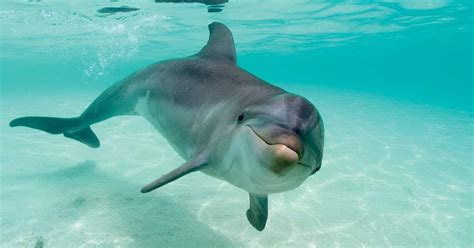 Female Dolphins Can Enjoy Sex Revista Pesquisa Fapesp
