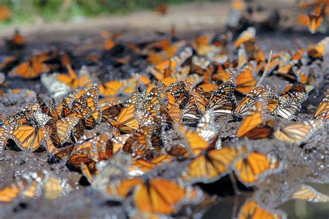 5 Santuarios De La Mariposa Monarca Todo Lo Que Debes Saber Tips