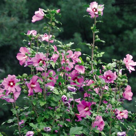 Violet Satin Hibiscus Spring Meadow Wholesale Liners Spring