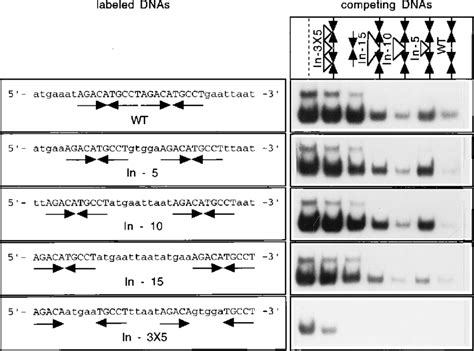 Binding Of P53 Segment 1 360 To The P53 Consensus Sequence With