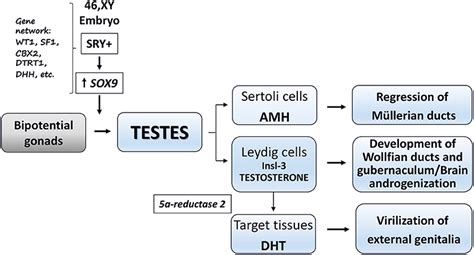 Frontiers Disorders Differences Of Sex Development Presenting In The