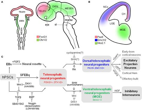 A Summary Of Differentiation From Hpscs Into Neocortical Excitatory