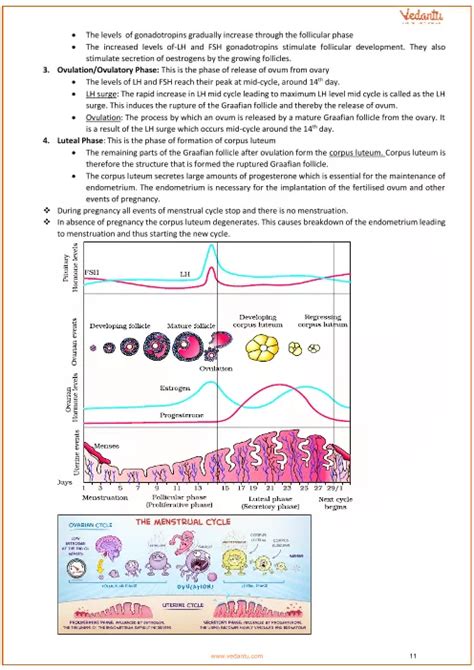 Human Reproduction Class 12 Notes Cbse Biology Chapter 3 Free Pdf
