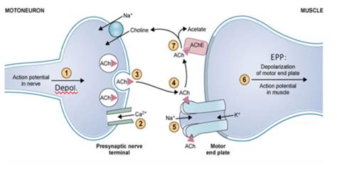 Pre And Post Synaptic Physiology Flashcards Quizlet