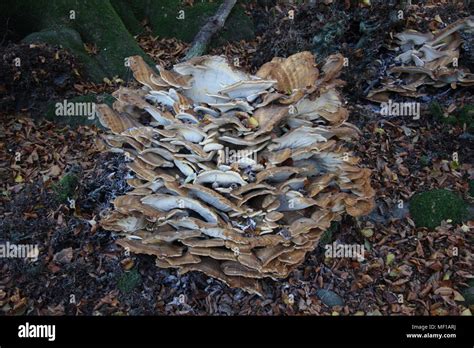 Meripilus Giganteus Pilz Pilze Wächst Auf Einem Baum Wurzeln An Der
