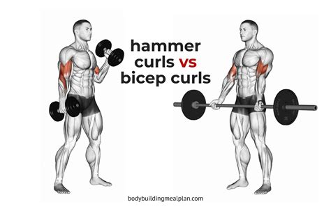 Hammer Curls Vs Bicep Curls Cover In 2022 Hammer Curls Bicep Curls