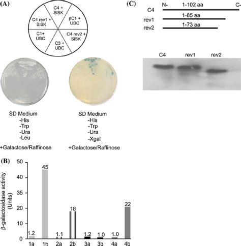 Interaction Of Tolcv C4 And Its C Terminal Deletion Mutants With Slsk