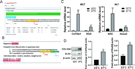 Bioinformatics Prediction And Basal Expression Of The Candidate