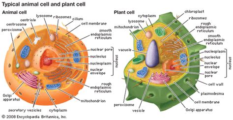 Cell Structures And Functions Cell Organelles