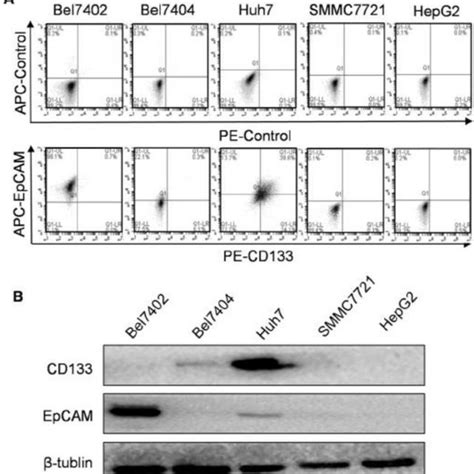 Expression Of Cd133 And Epcam In Normal And Sp Huh7 Cells A In