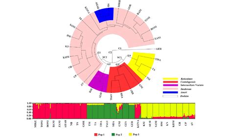 A Polar Dendrogram Based On Upgma Method And Nei [28] Genetic