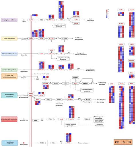 Ijms Free Full Text Comparative Transcriptomic And Metabolic