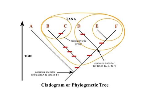 Phylogeny