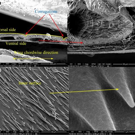 Microstructure Of The Cross Section And Inner Surface Of The Elytra