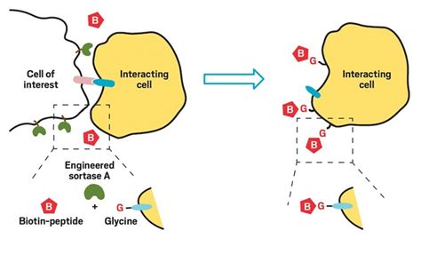 New Labeling Method Can Reveal Cell Cell Interactions