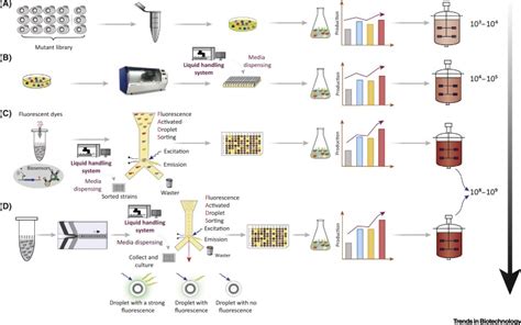 High Throughput Screening Technology In Industrial Biotechnology